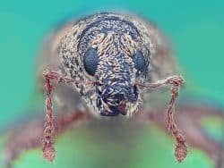 Weevils 101: What Are Weevils? - PestControlExperts.com