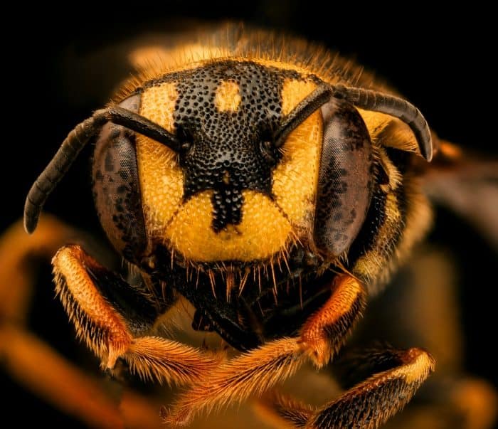 Killer bee control